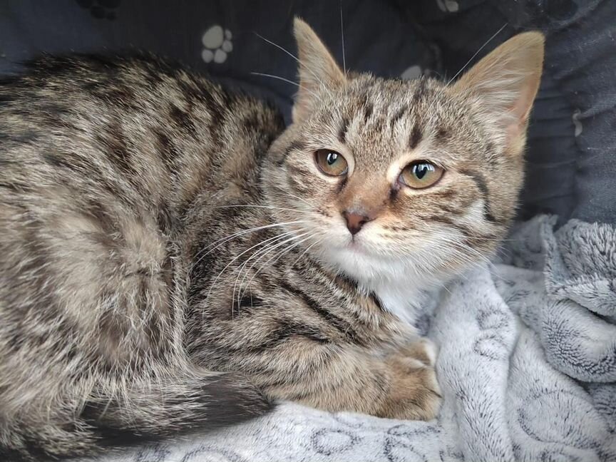 Котенок девочка 4 мес