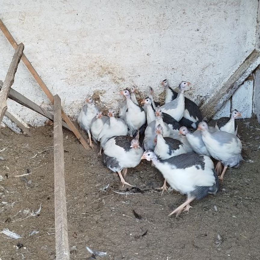 Продам инкубационное яйцо цесарки