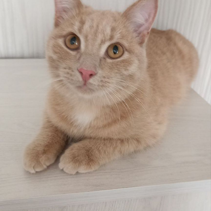 Кошки