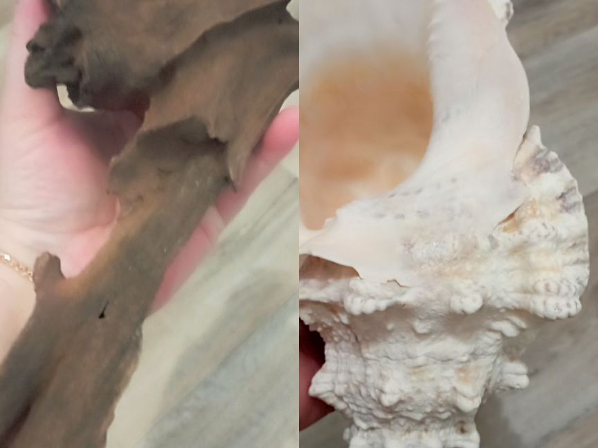 Коряга мангровая Ракушка большая