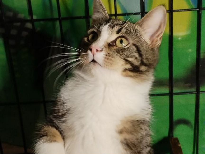 Котенок малютка