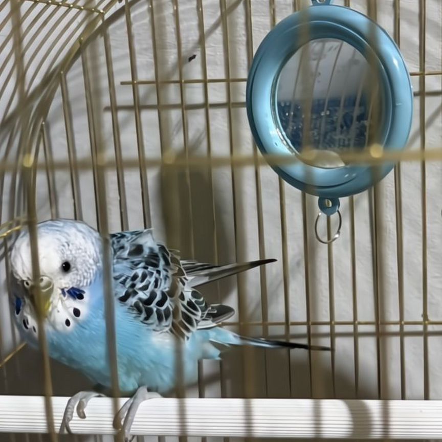 Отдам в добрые руки попугаев