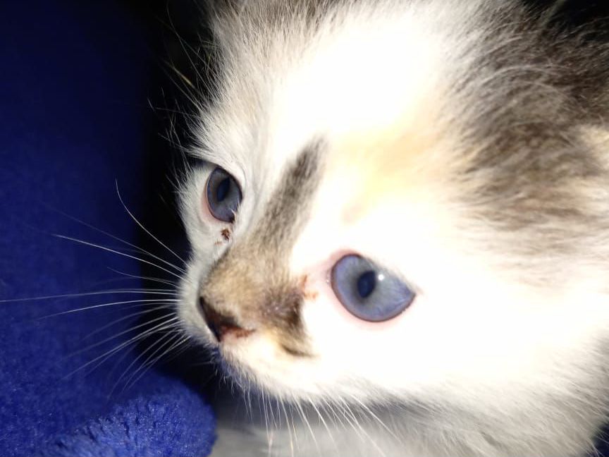 Кошки в добрые руки бесплатно