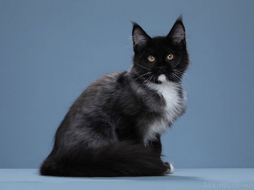 Котенок мейн-кун мальчик