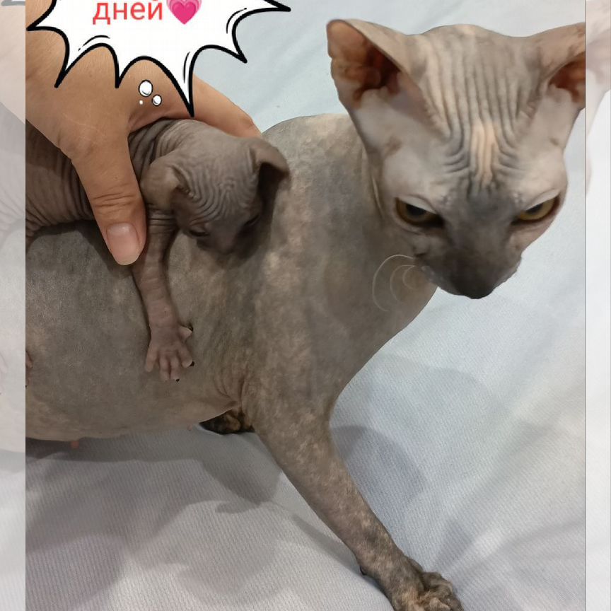 Канадский сфинкс котёнок