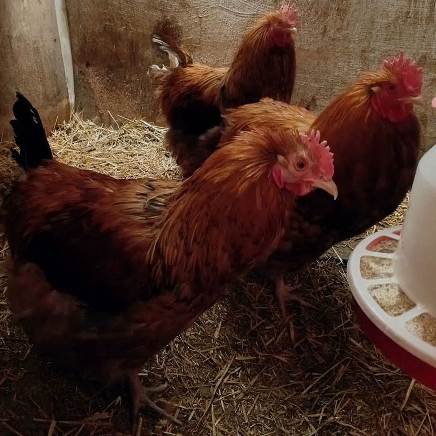 Молодые петухи