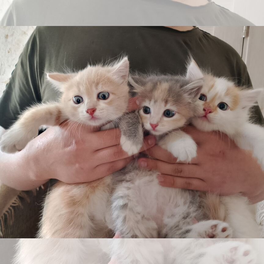 Сибирский котёнок