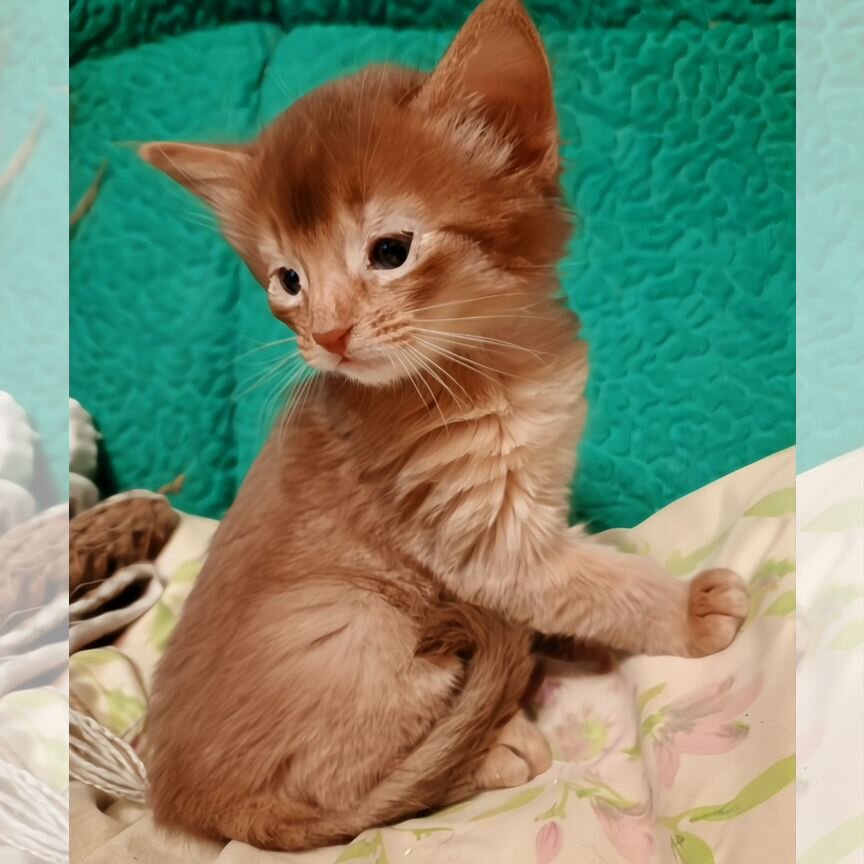 Сомалийский котёнок