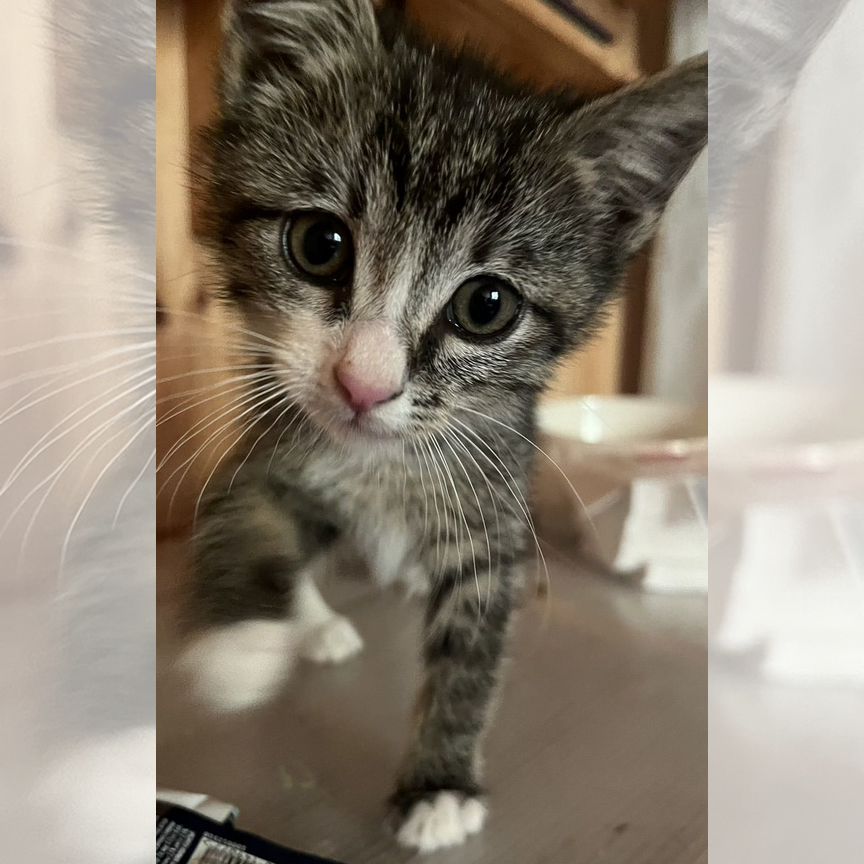 Котенок принцесса Шепси