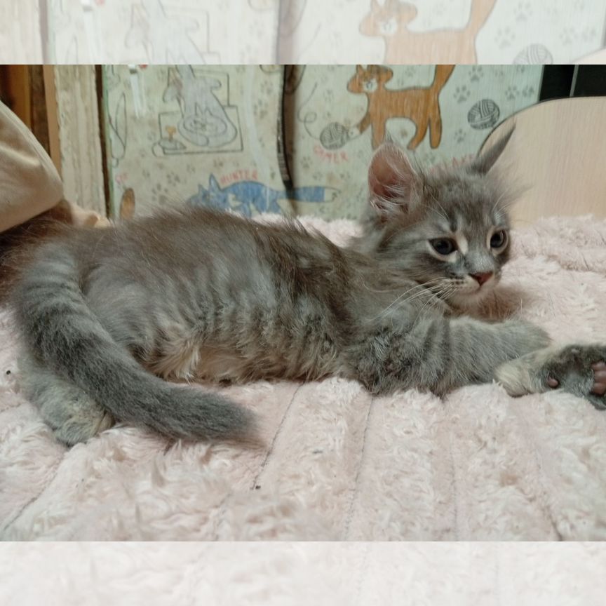Котёнок в добрые руки