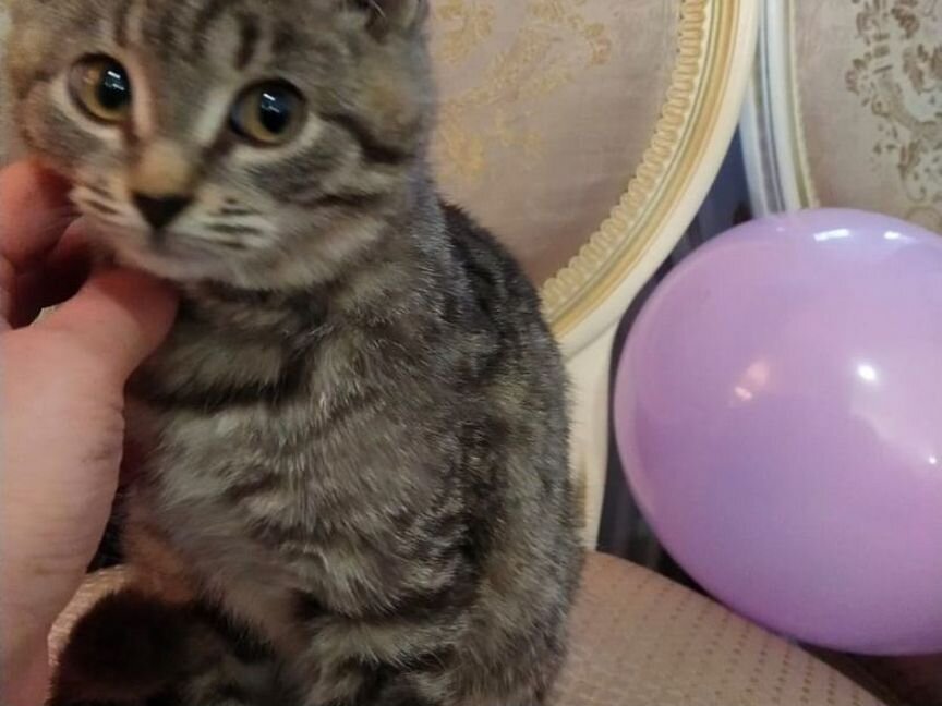 Кошка кошки для кошки в лукошке