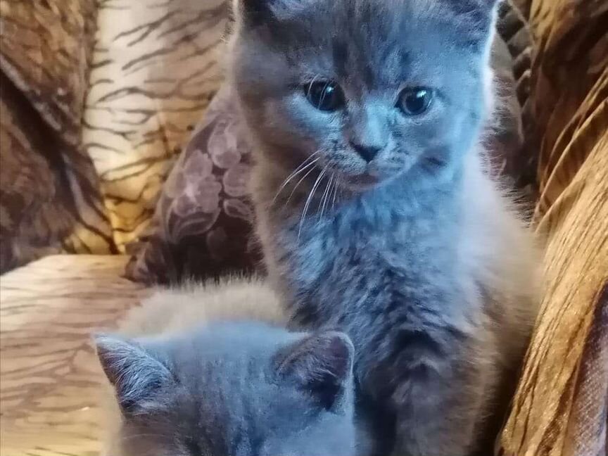 Британская