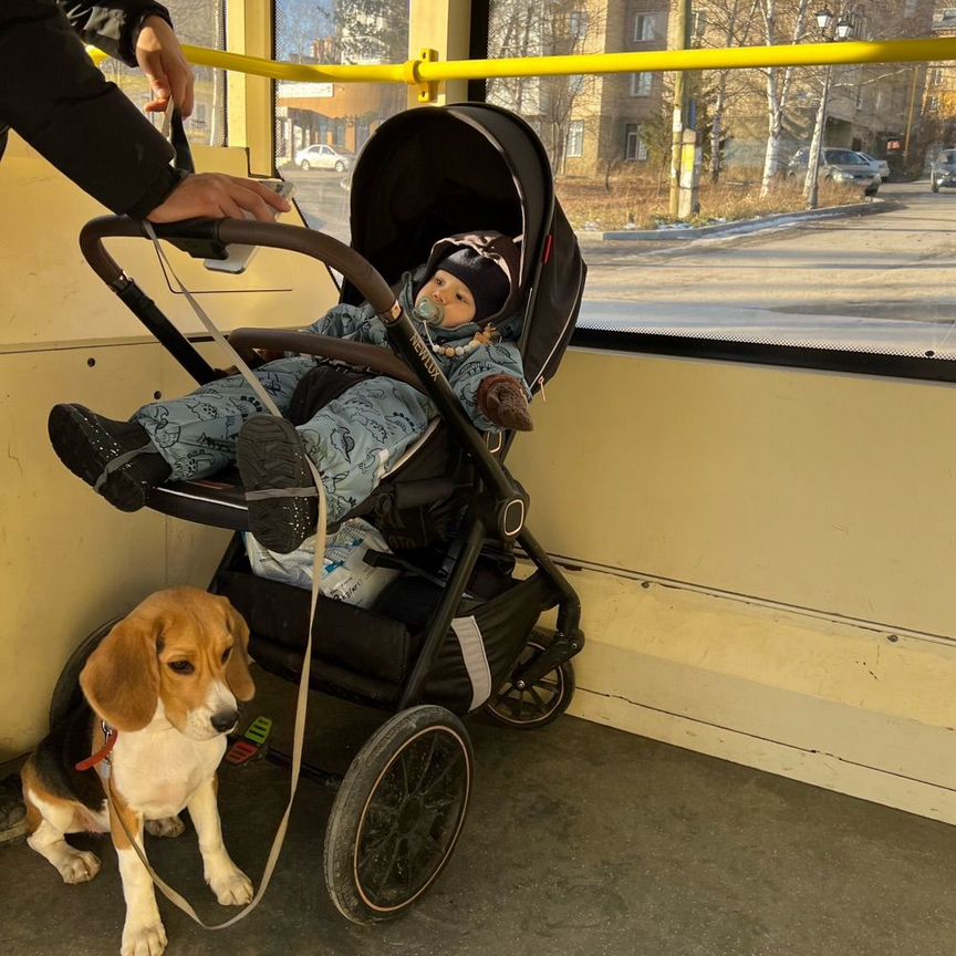 Бигль, щенок