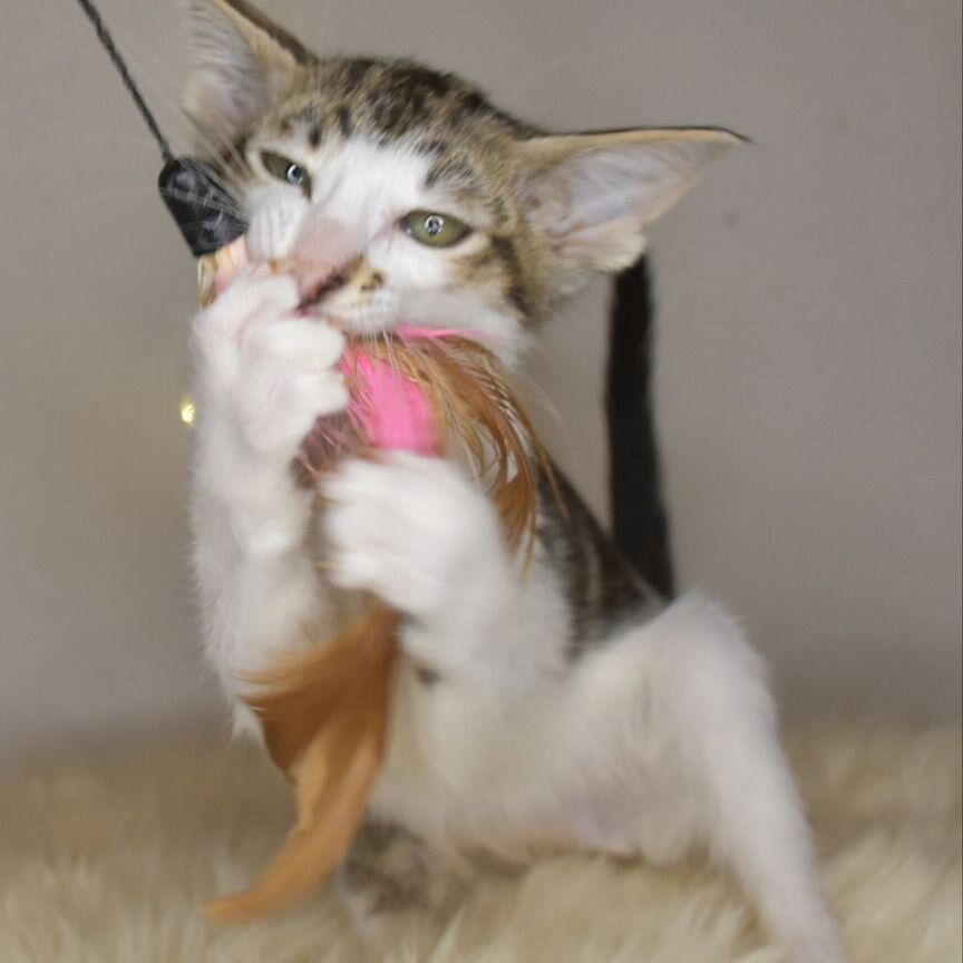 Ориентальная девочка с документами