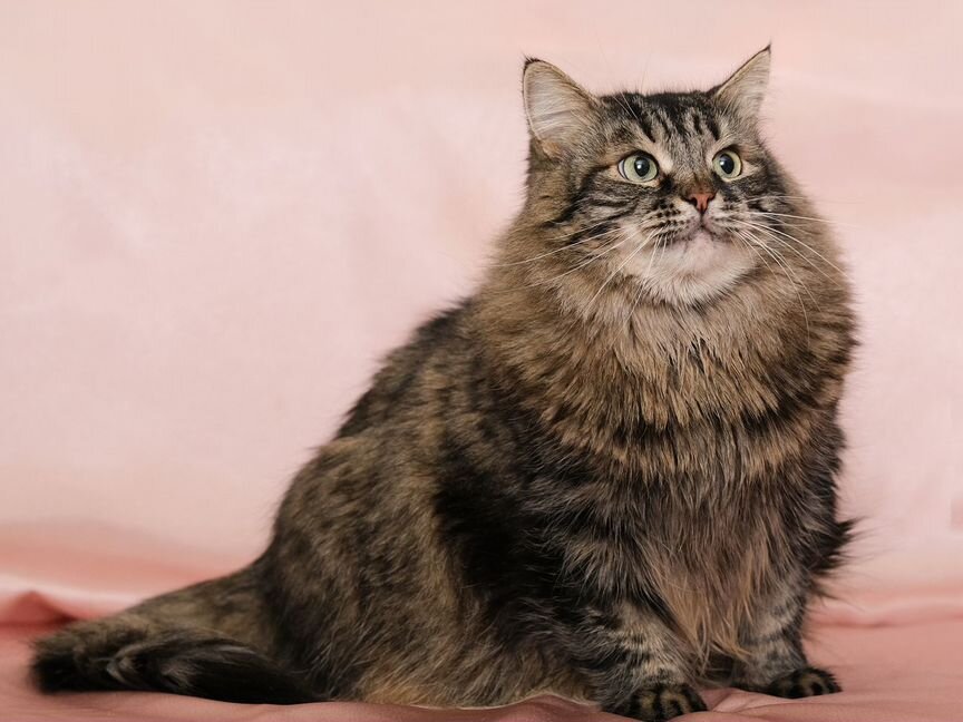 Шикарная кошка ищет дом