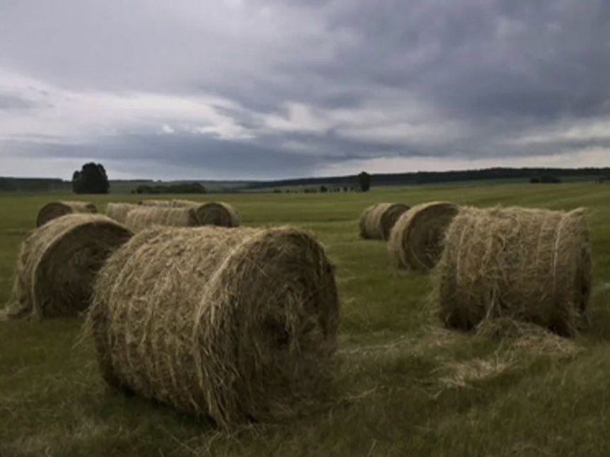 Продается сено