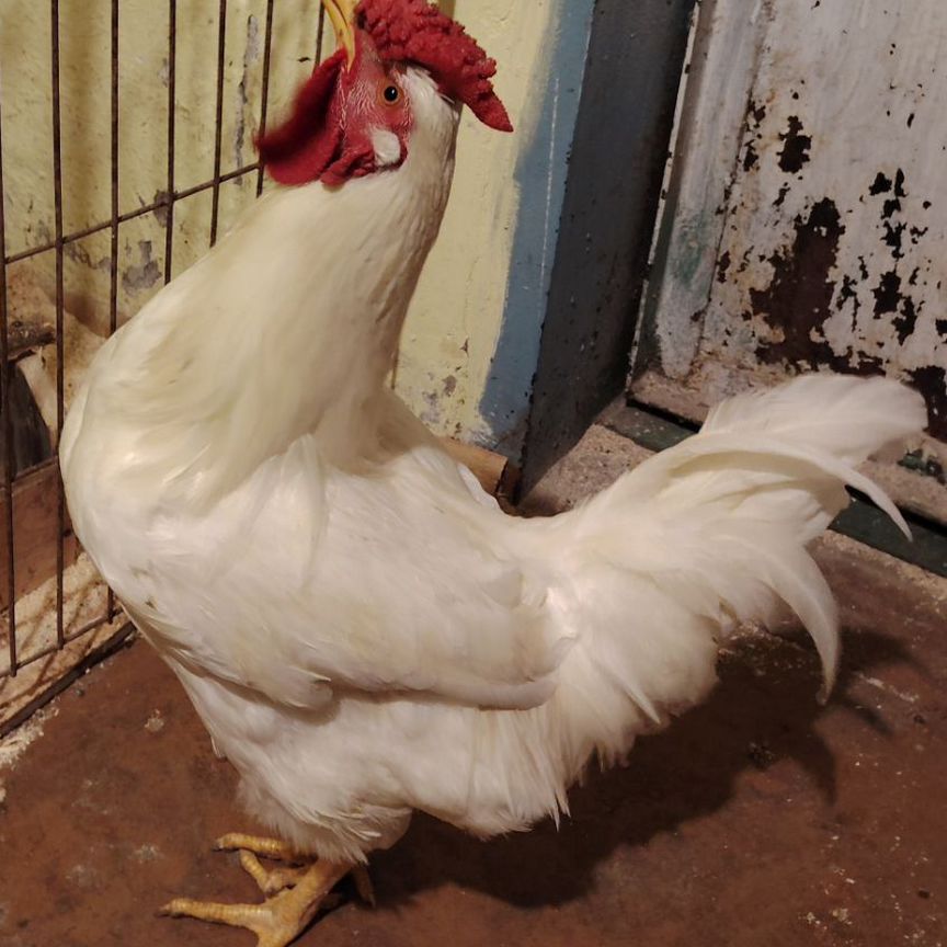 Молодые петухи