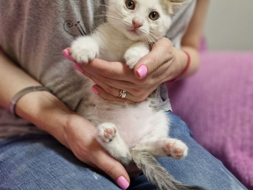 Котенок в добрые руки