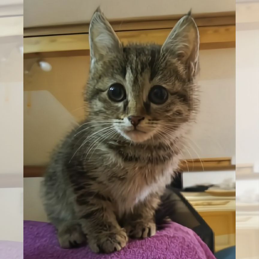 Котёнок в добрые руки