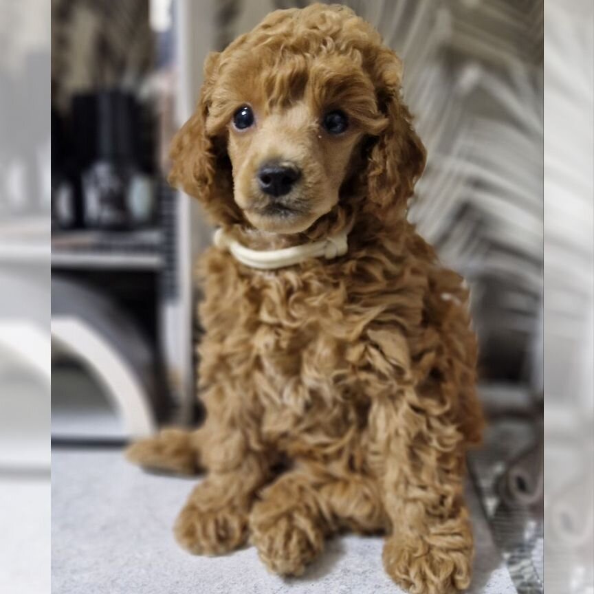 Той-пудель, щенок