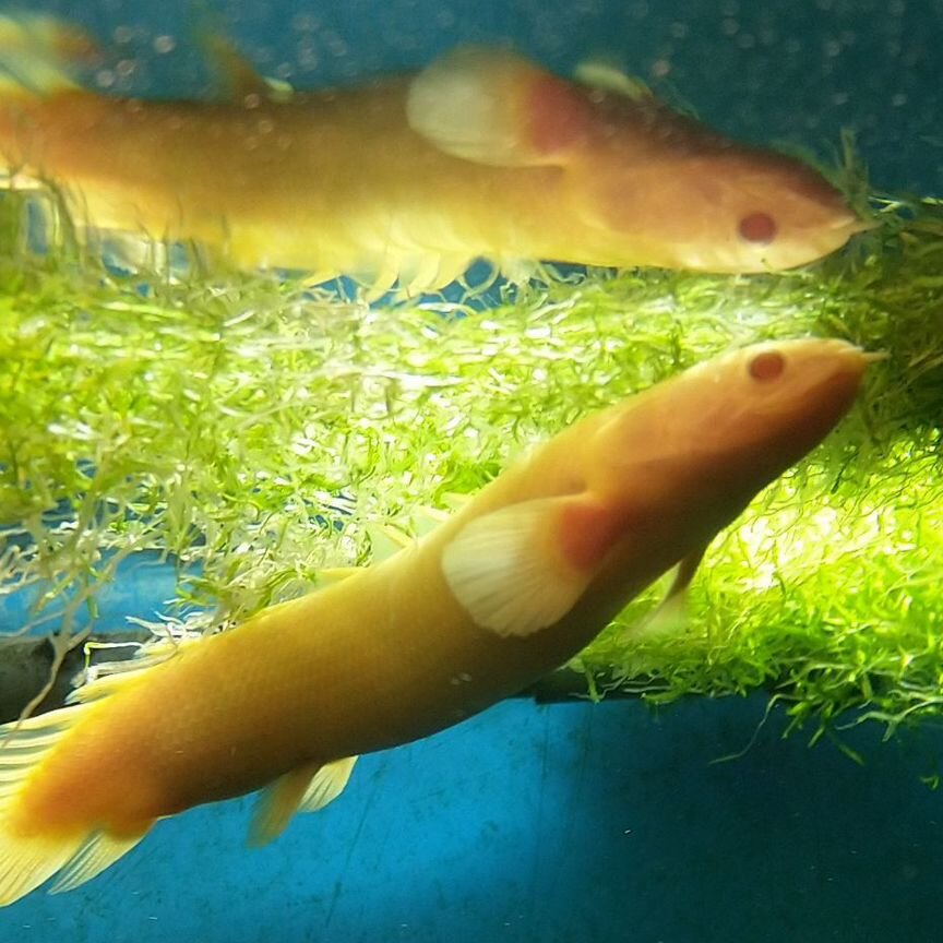 Палиптерус сенегальский