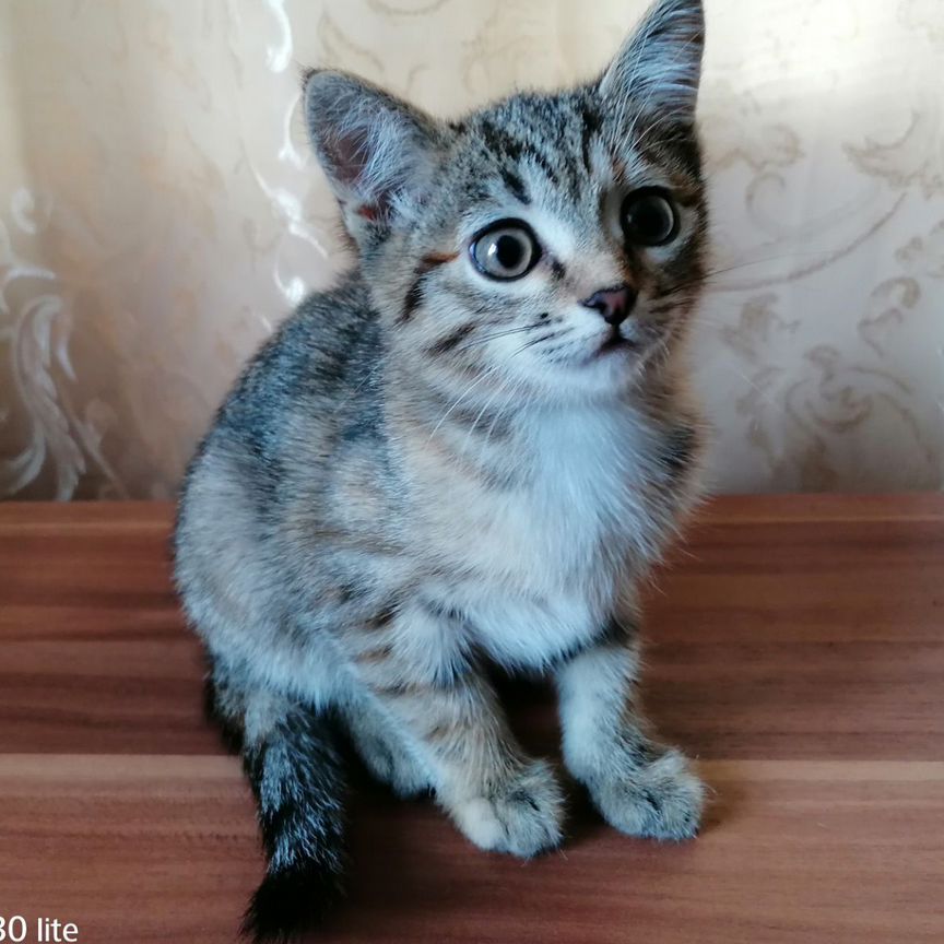 Котёнок в добрые руки