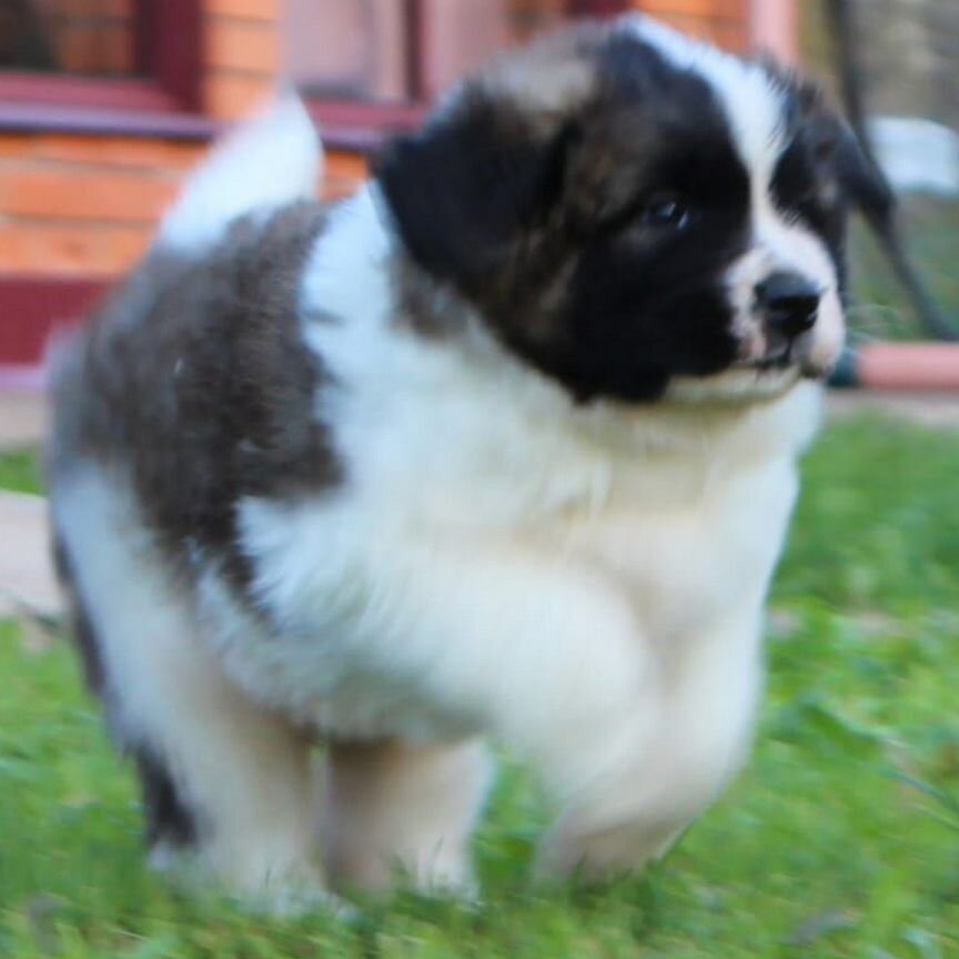 Щенок Московской сторожевой