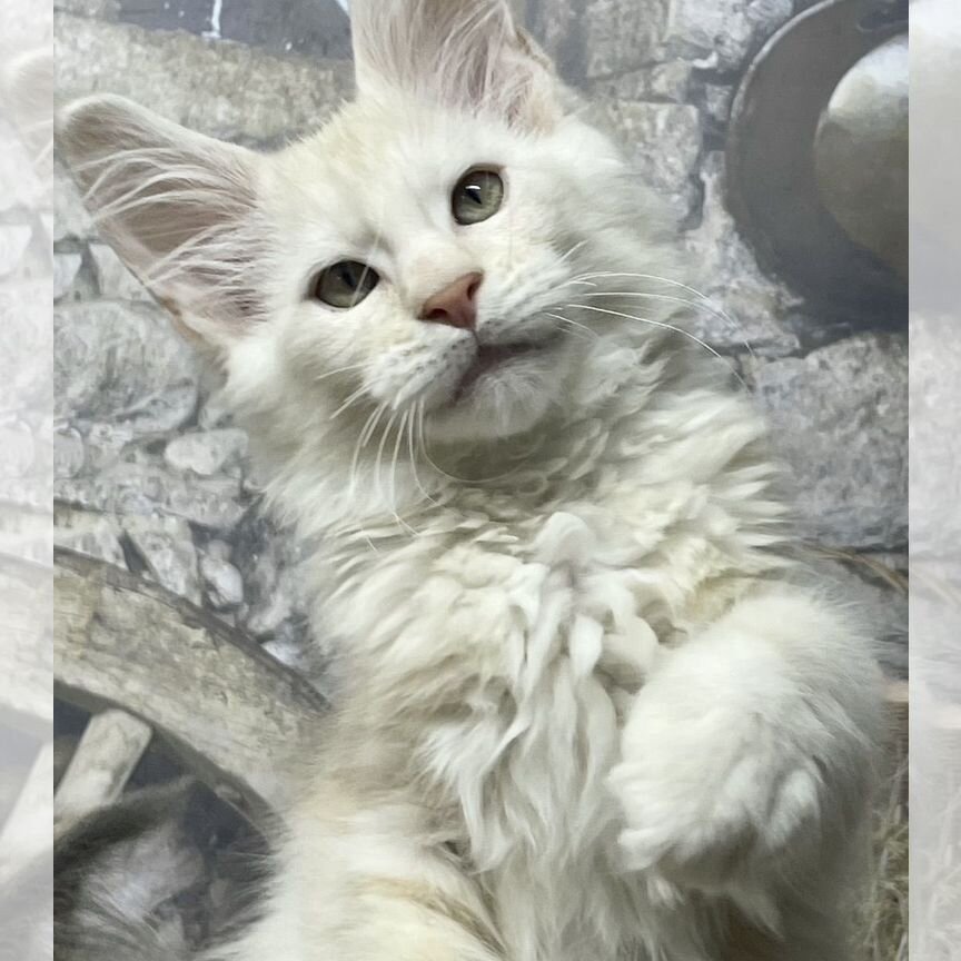 Мейн кун котята