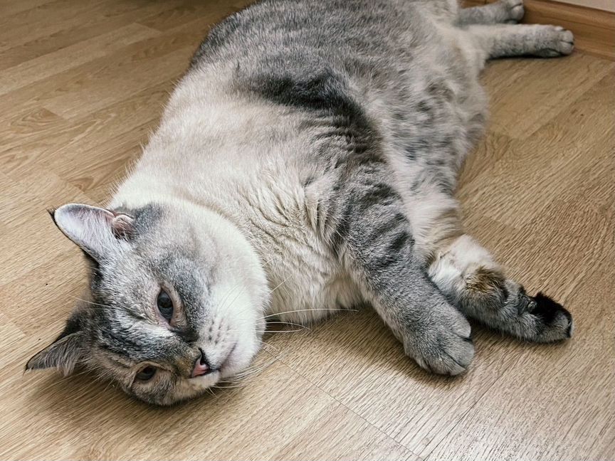 Котики для скрашивания одиночества