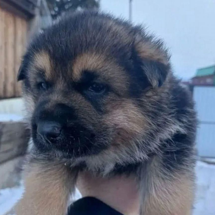 Отличные охранники