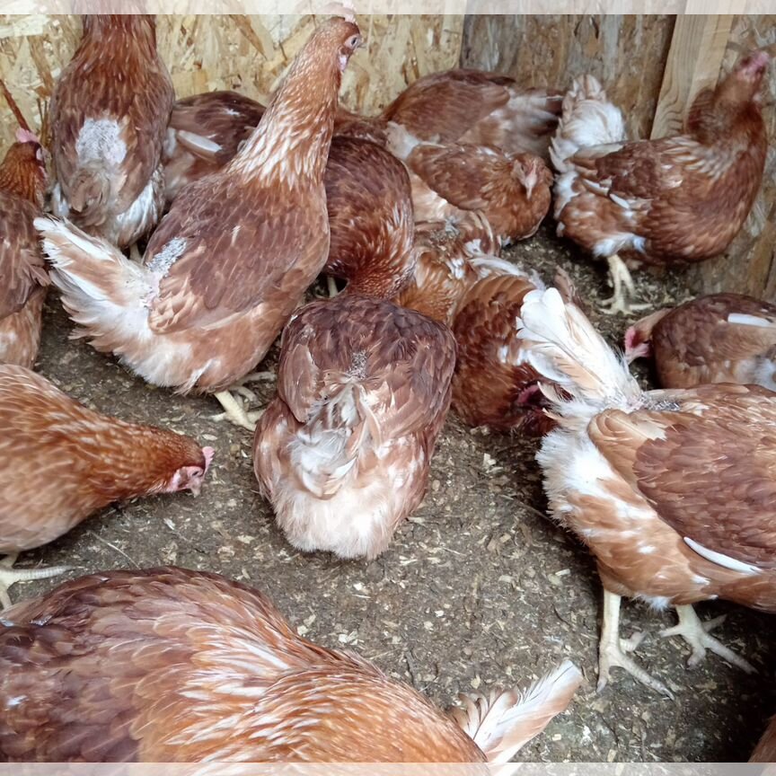 Куры несушки продам