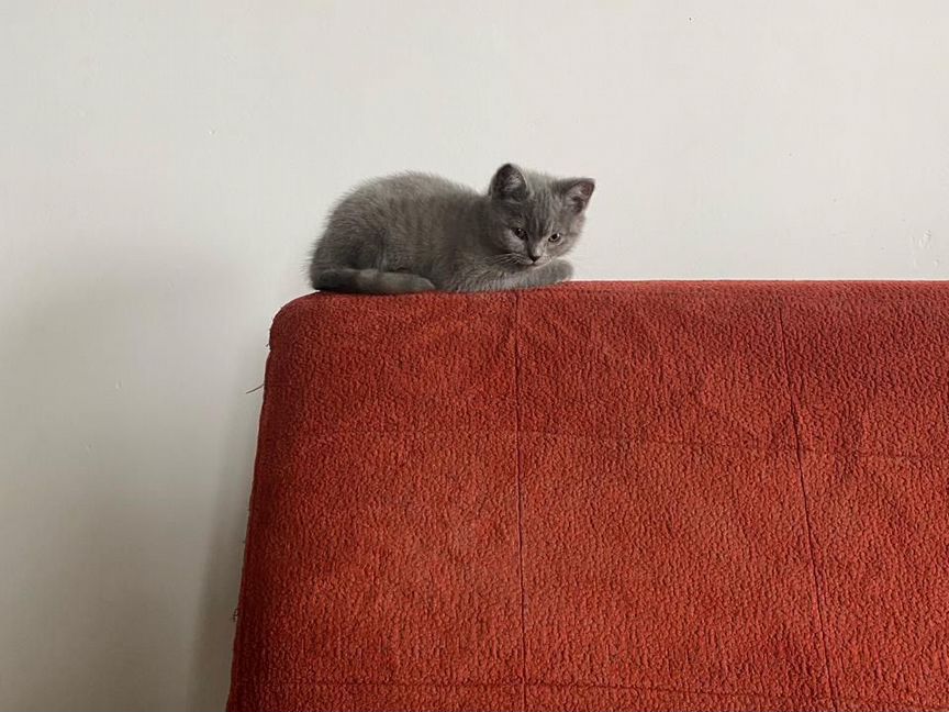 Британские котята