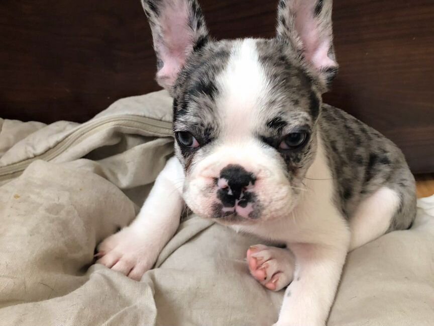 Французский бульдог щенки