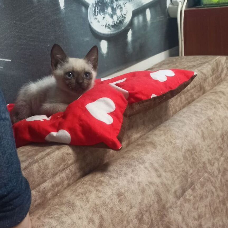 Котенок девочка таечка