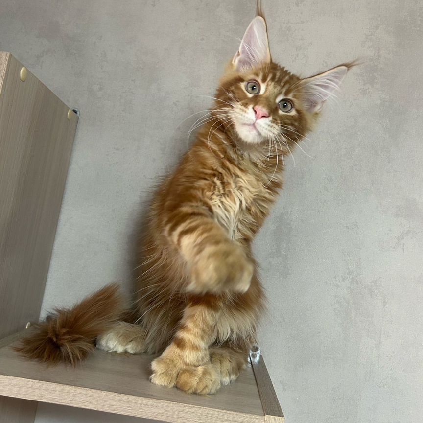 Мейн-кун полидакт