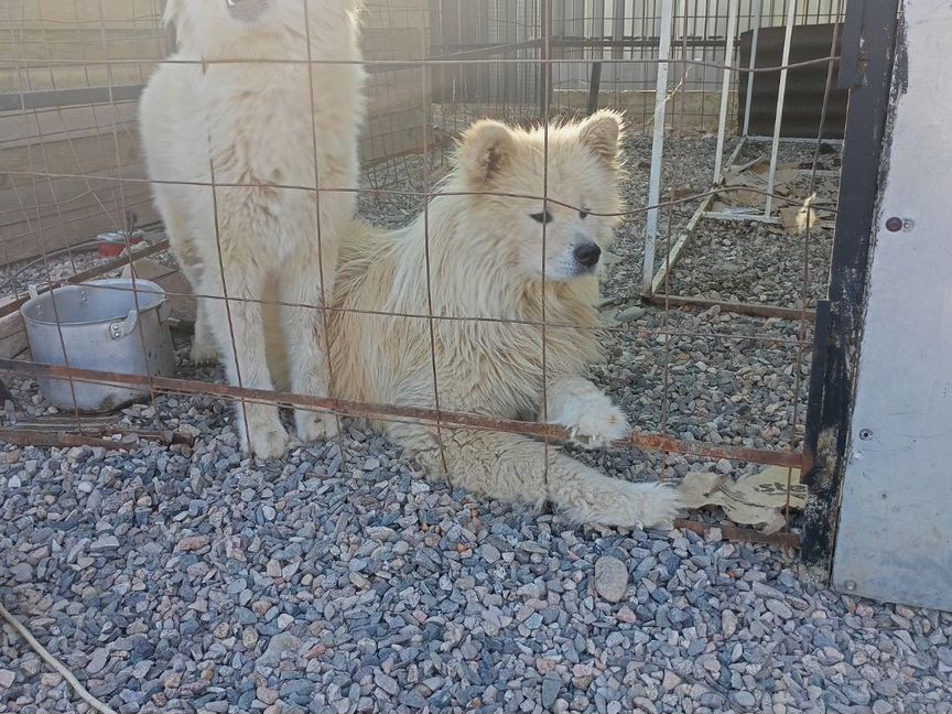 Акита-ину щенки