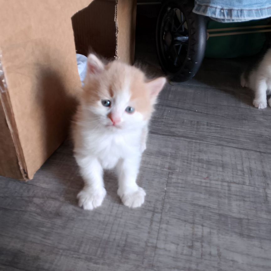 Котята в добрые руки