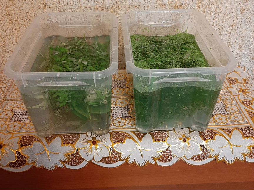 Аквариумная прополка