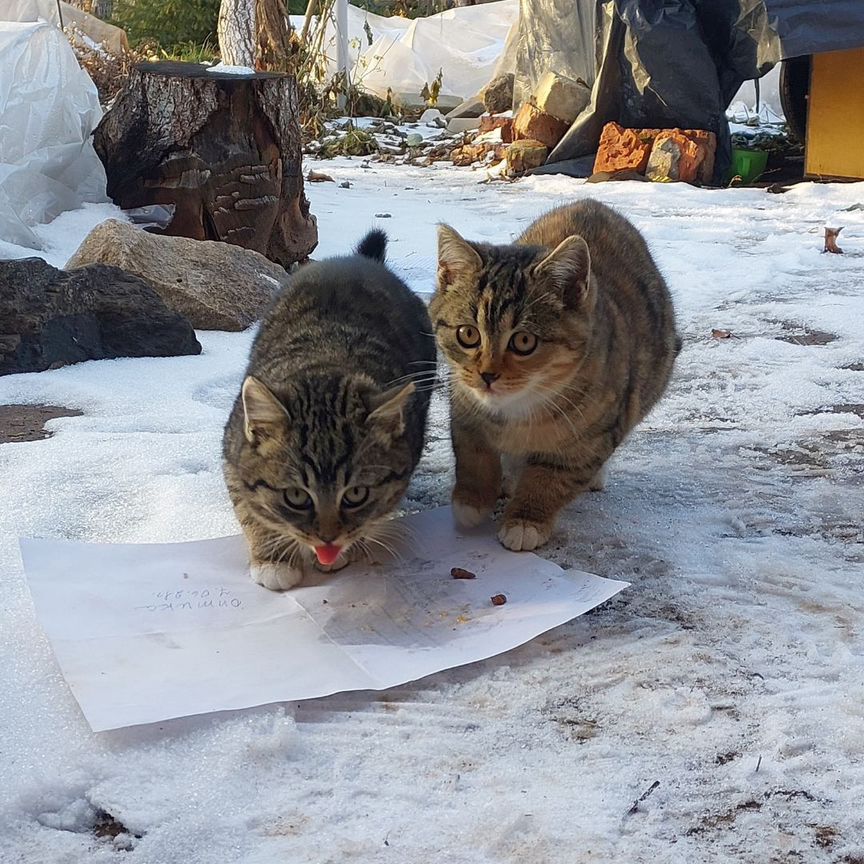 Котята в добрые руки