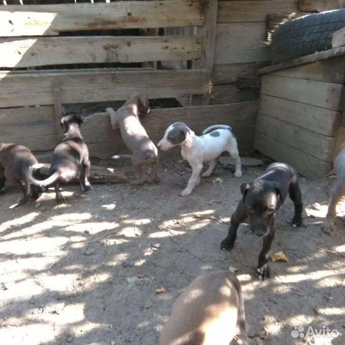 Щенки Хортая Борзая