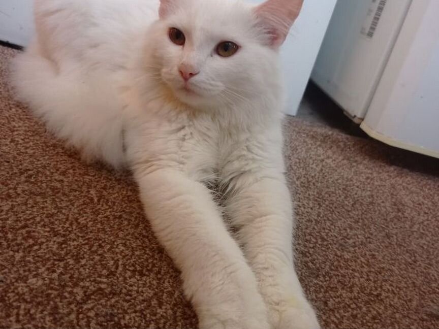 Кот сибирский ангора