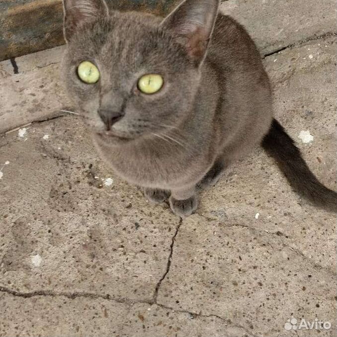 Суперский кот