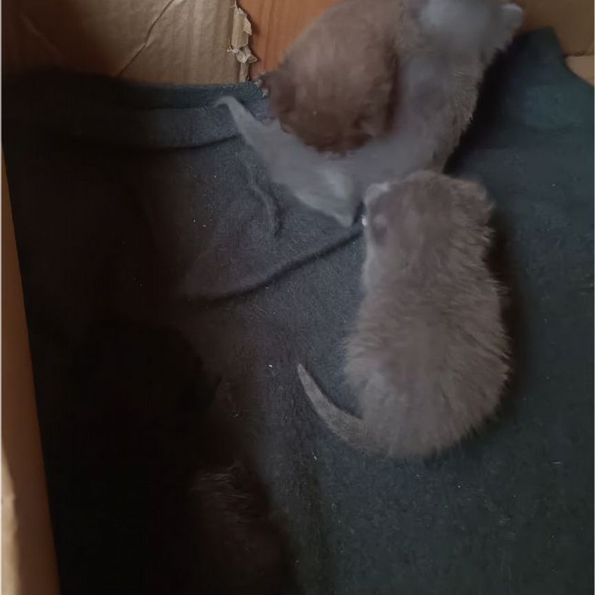 Котята шотландские прямоухие