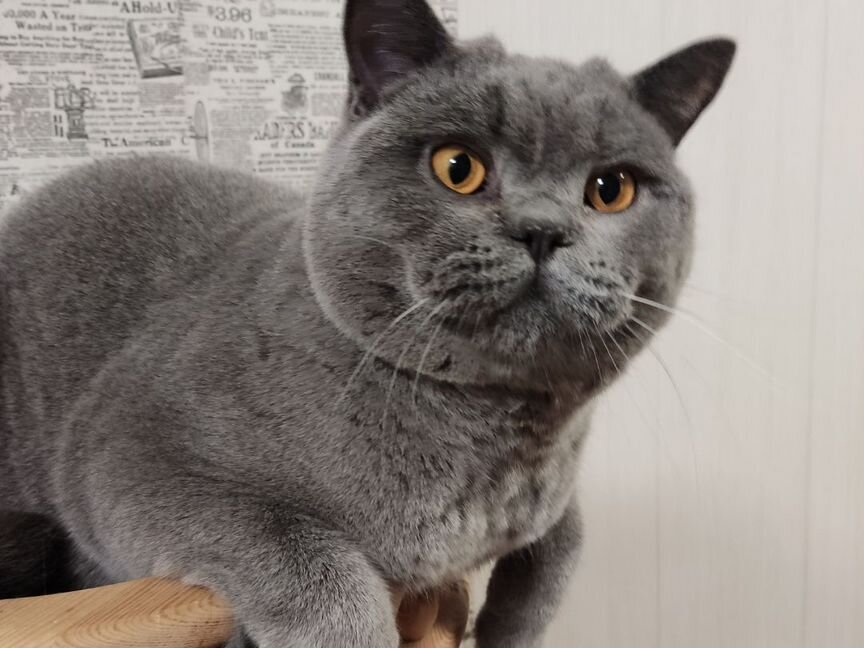 Британский котик Элвис