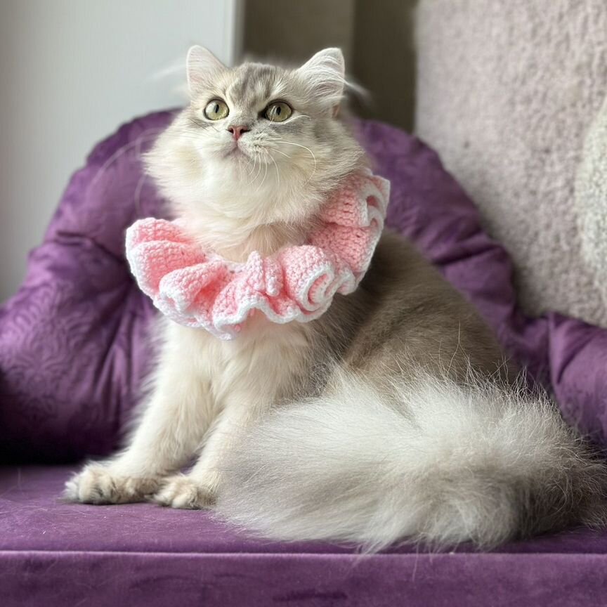 Роскошная кошка голубое золото blh ay11