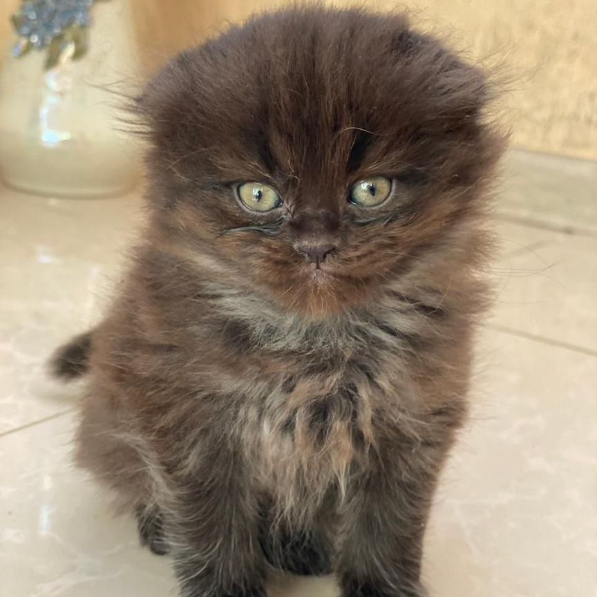 Шотланский вислоухий котенок
