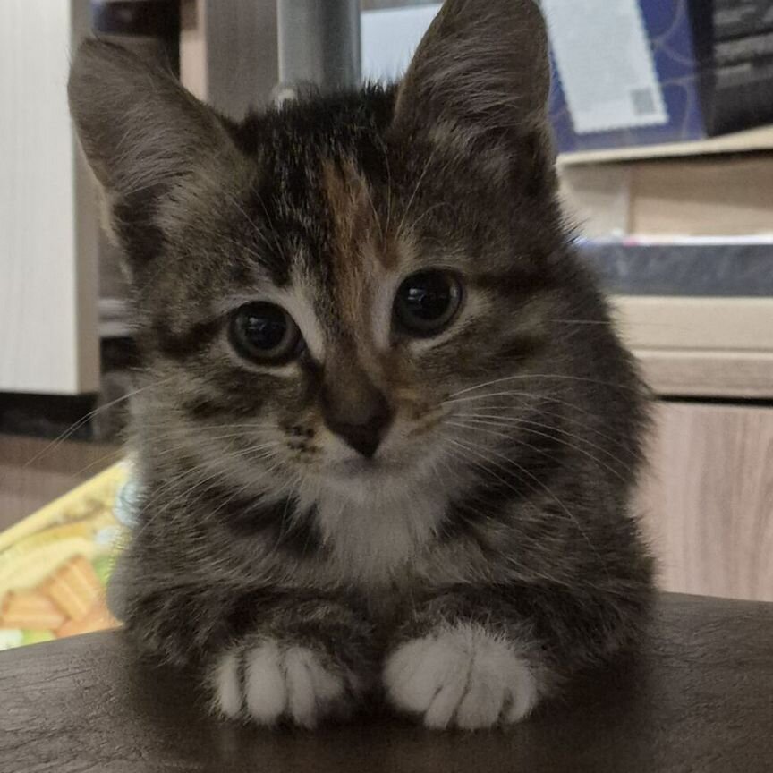 Котёнок