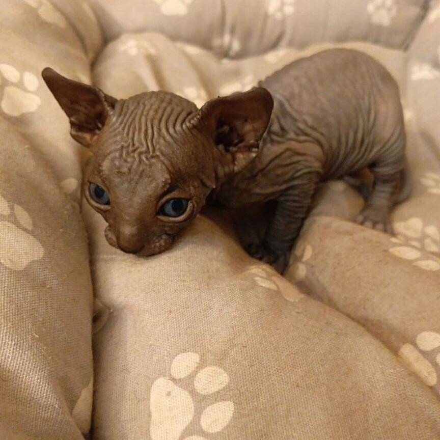 Канадский сфинкс котенок