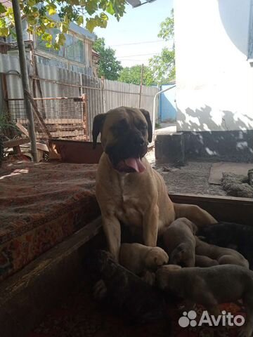 Щенки канарский дог рождены 30 июля