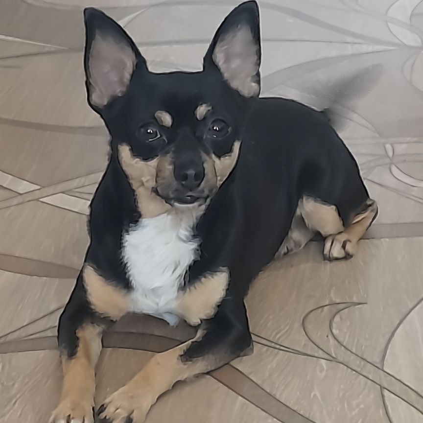 Русский той-терьер, взрослый пёс